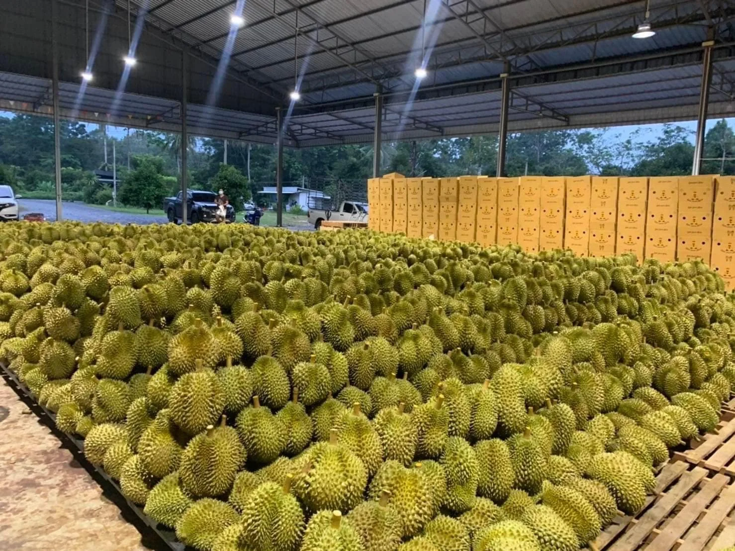 Fresh Durian Monthong from Vietnam - Eco-Friendly Fruit for Sale at ...