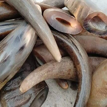 High Quality Raw Buffalo Horn Tips Knife Handil Handmade Natural Crafts ...