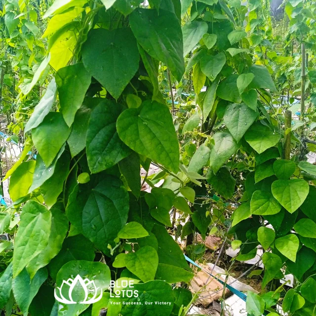 Green Grass Jelly Tiliacora Triandra Leaves - Natural Green Vietnamese ...
