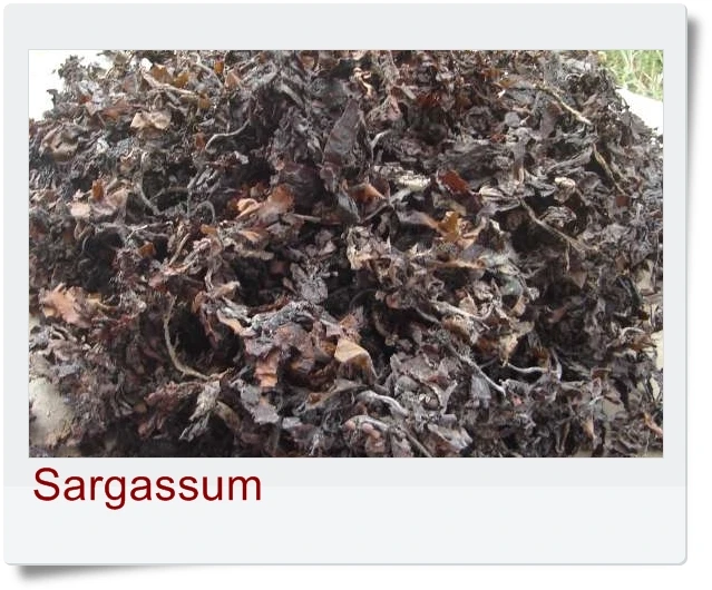 DRIED SARGASSUM POWDER - SEAWEED FERTILIZER //(Ms. Jennie)| Alibaba.com