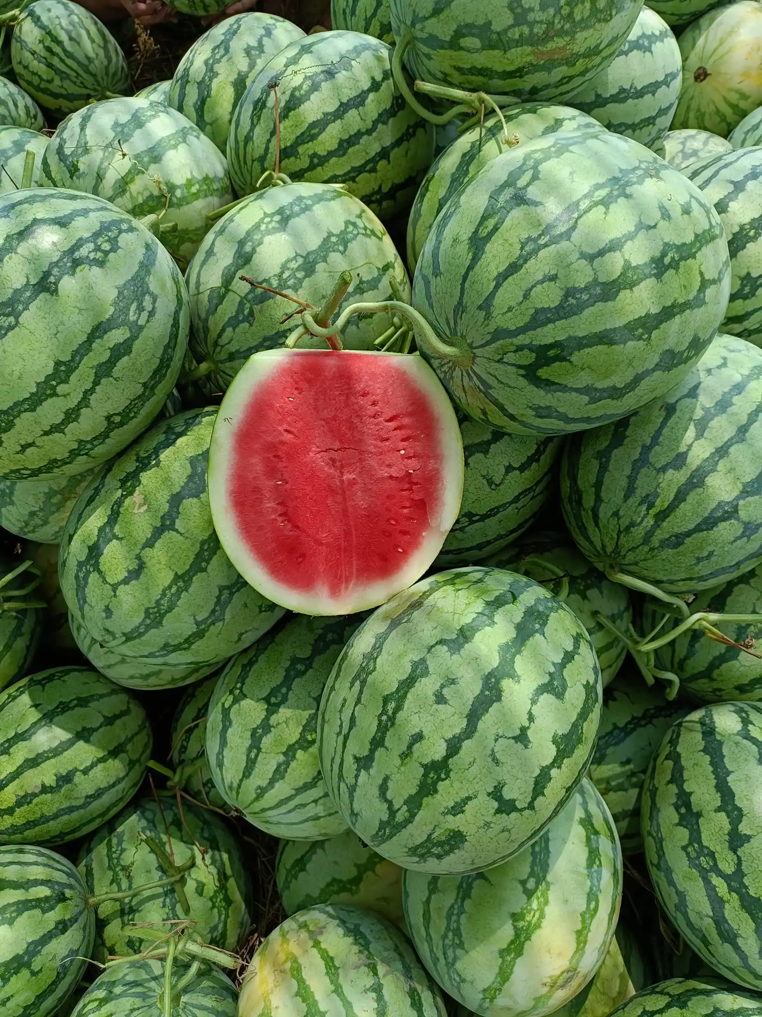 Frozen Watermelon Juice Puree Bulk Pack Water Melon Fruit Juice For ...