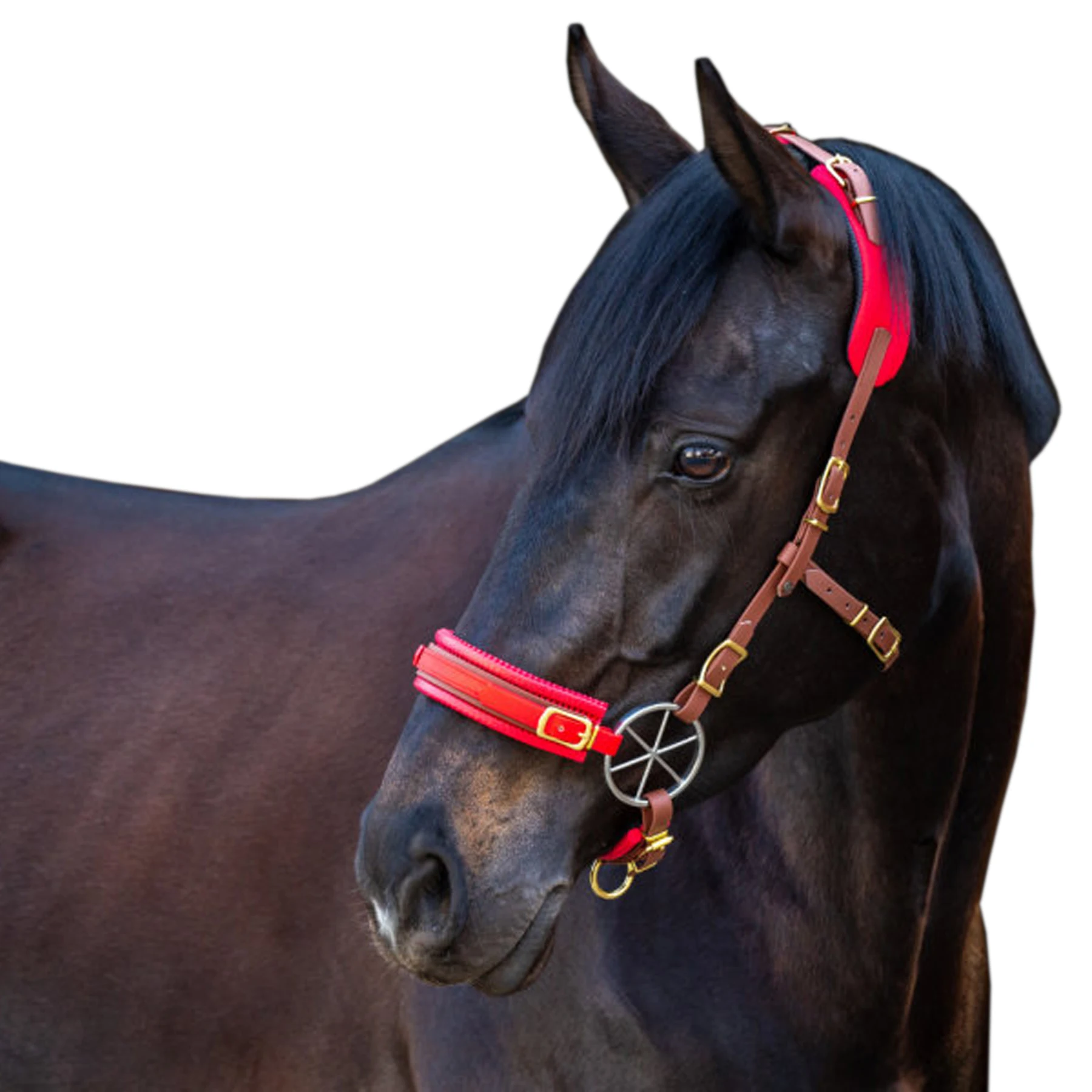 Endurance Luxury Vegan Leather Horse Nylon Biothane Bridle Pvc ...