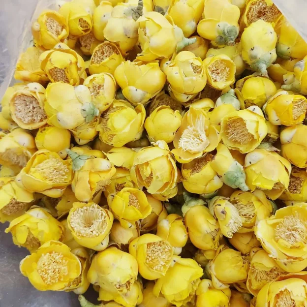 Wholesale Bulk Chrysanthemum Natural Dried Flower Bud Tea Yellow Fetal ...