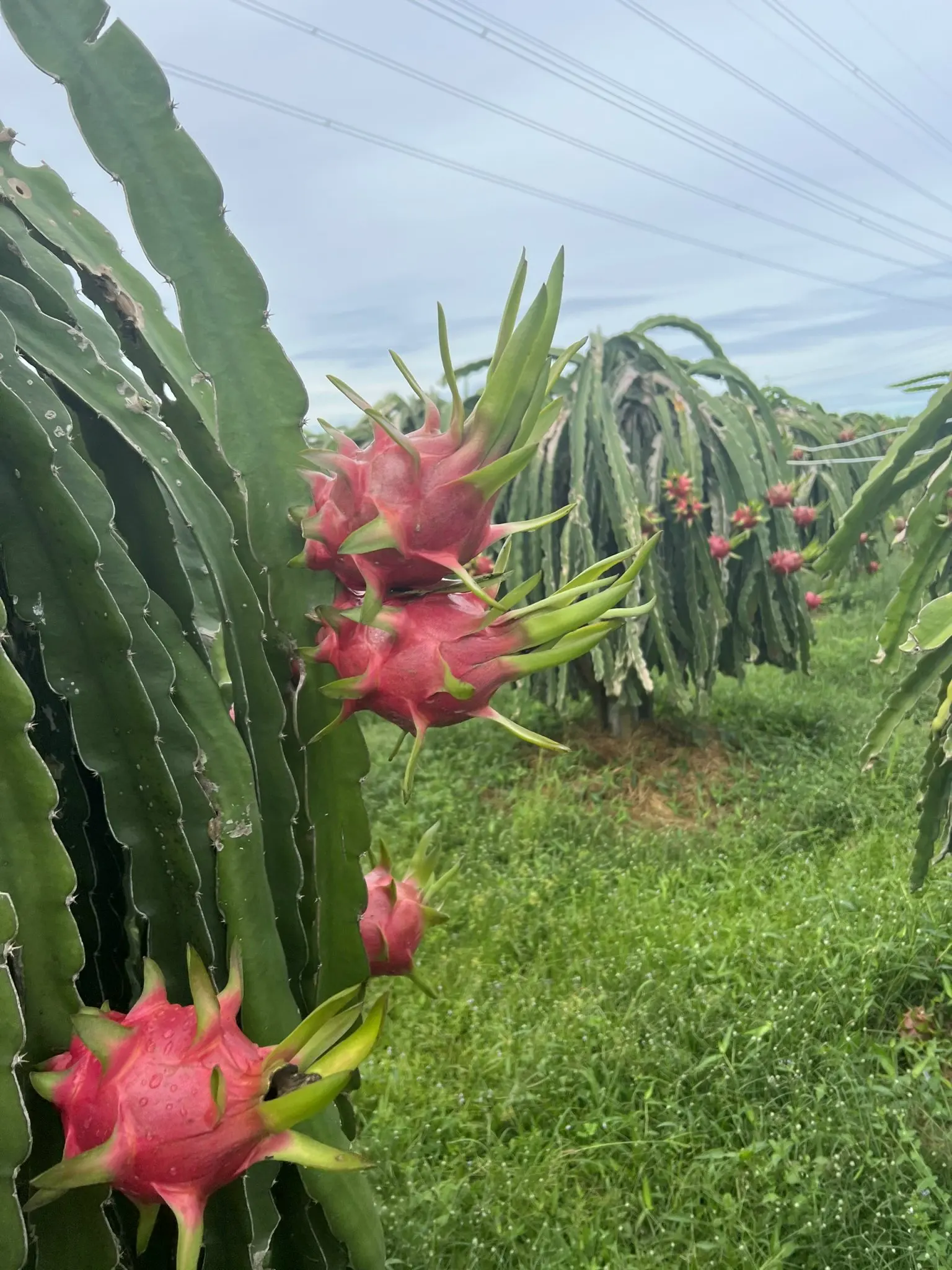 Fresh Dragon Fruit 2024 - Ready To Export To Market Red/white Color _ Contact Via Wa +84 838 366 ...