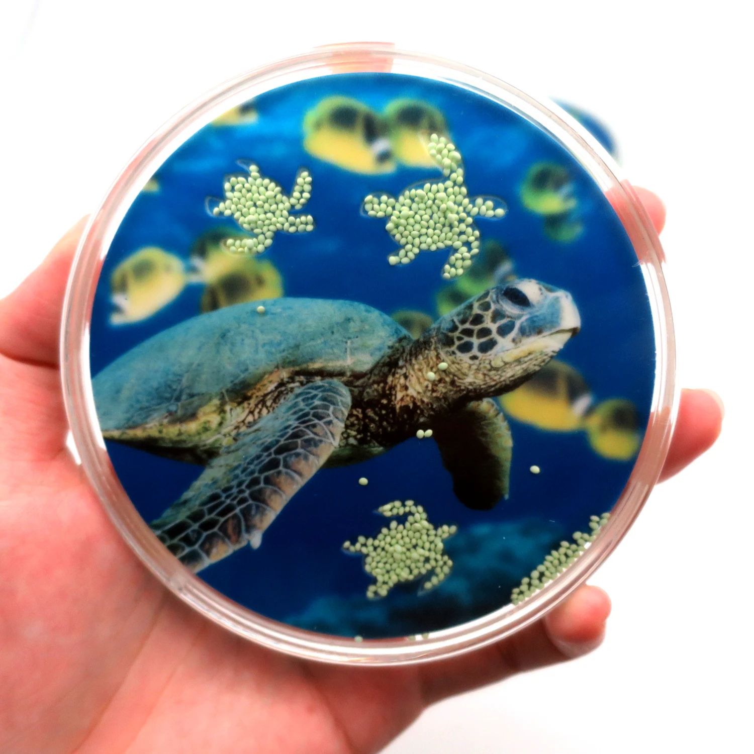 Sea Life Liquid Filled Acrylic Paperweight, Starfish with Floating ...