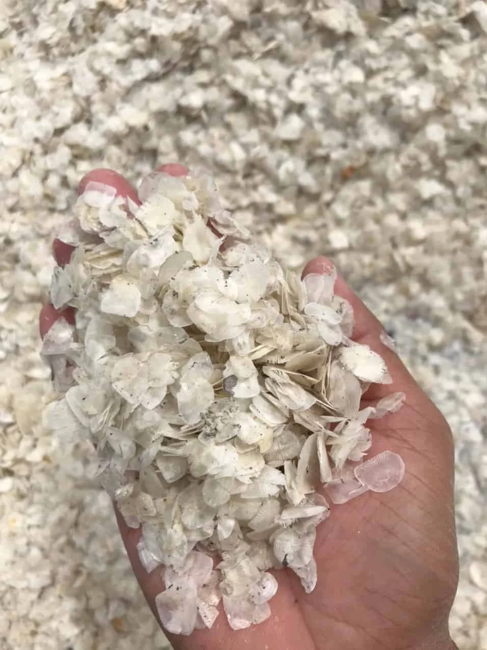 Decalcified Fish Scales Made In Vietnam - Hot Sales Barramundi Dry Fish ...