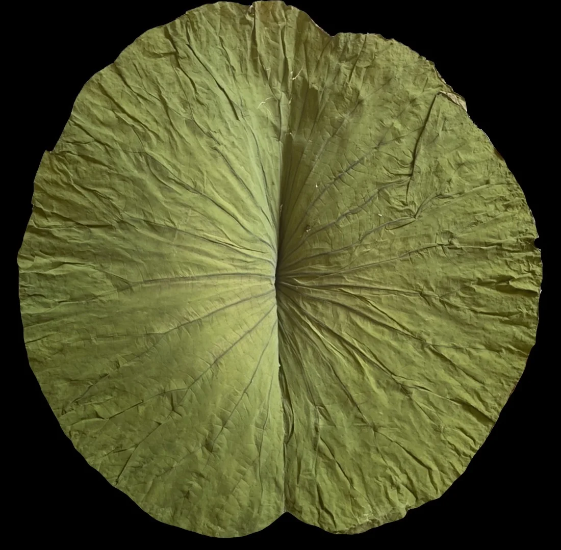 Dried Lotus Leaves - Natural Decorative Items from Thailand