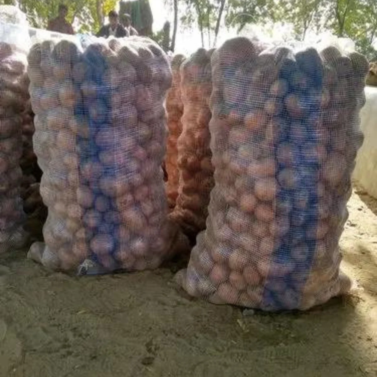 2024 Red A Grade Lady Rosetta Potato High Quality Fresh Red Potato From ...