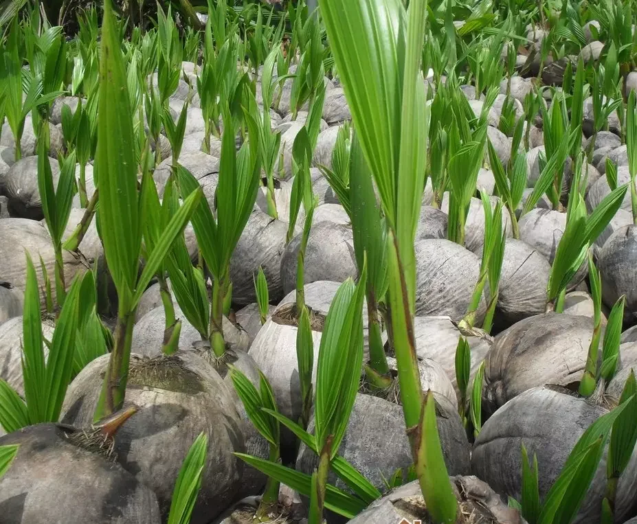Vietnamese Coconut Sprout - Siamese Dwarf Red Coconut Seedling