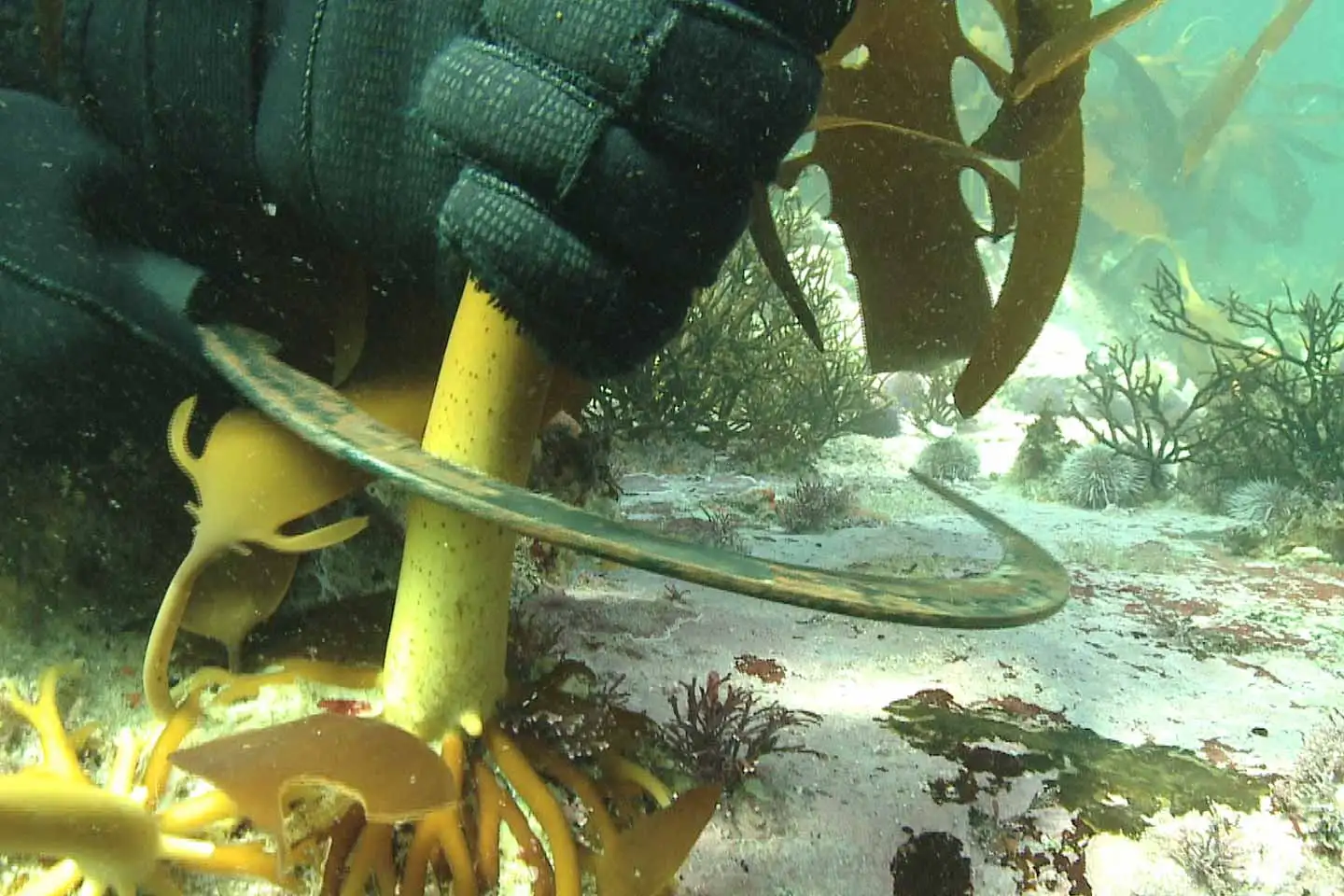 Kelpak Liquid Seaweed Extract - Best for Crop Growth