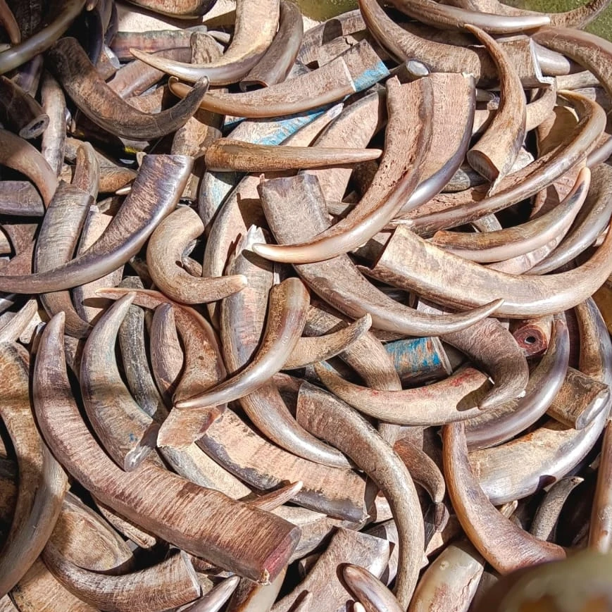 High Quality Raw Buffalo Horn Tips Knife Handil Handmade Natural Crafts ...