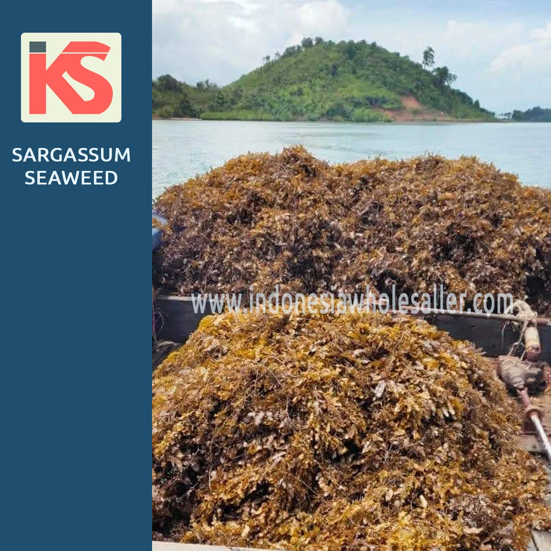 Premium Natural Dried Sargassum Seaweed Wild Crafted Origin From ...