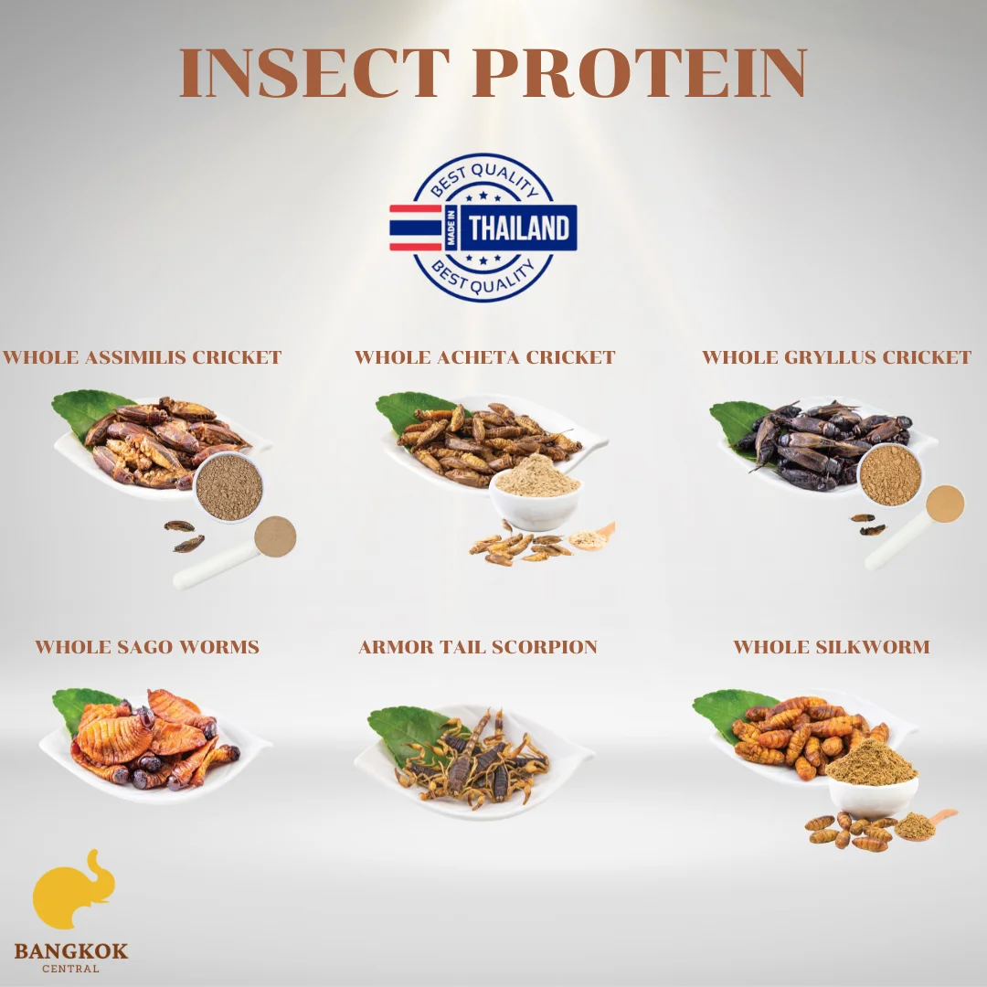 Edible Insect Whole Acheta Insect Crickets Protein Snacks Fried Best ...