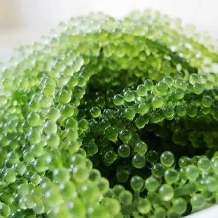 Best Exporter - Deh Sea Grapes/ Green Caviar 100% Natural Delicious/ A ...