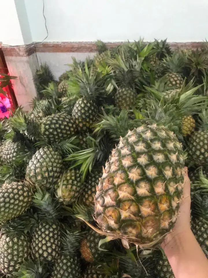 Accruit Fruit - Fresh Ananas Fruits for Juicing & Export