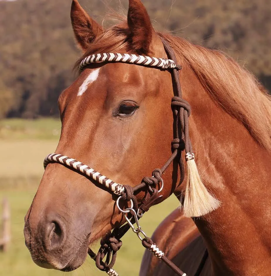 Anatomical Leather Smart Halter On High Quality Indian Leather With ...