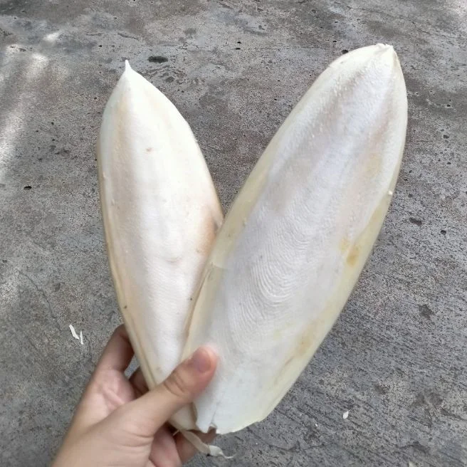 Viet Nam Dried Cuttlefish Bone - Top Grade for Animal Feed