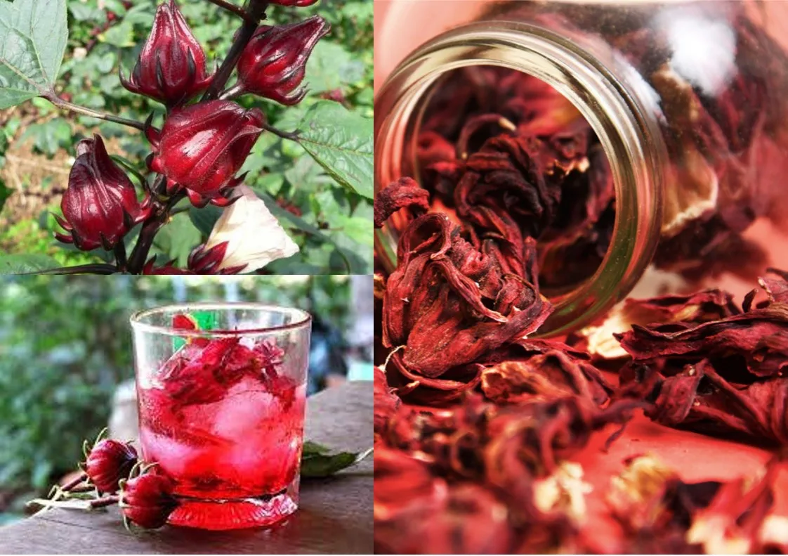 Dried Atiso Red Tea from Vietnam - Premium Quality Online Purchase for ...
