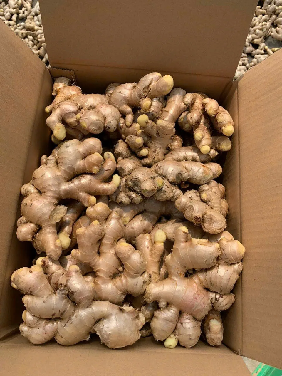 Fresh Ginger Varieties Mature Newest Crop Fresh Ginger Vietnam ...