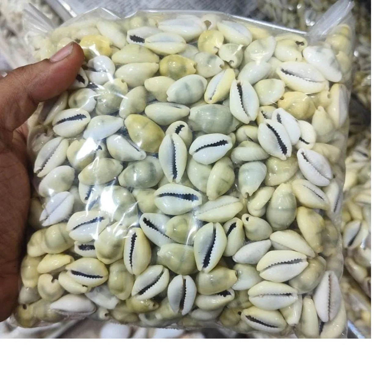 Custom Made Natural Yellow Cowry Sea Shells Ideal for Jewelry Designers ...