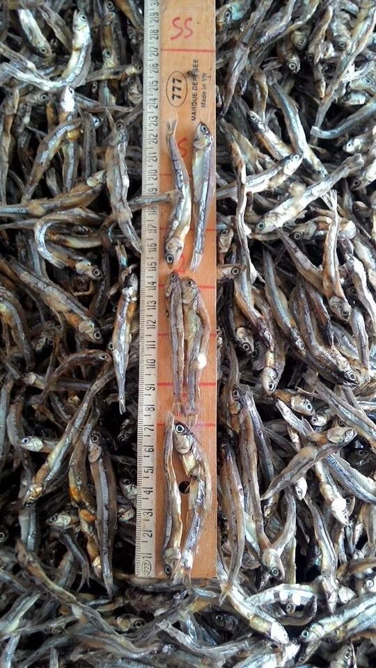 Viet D.E.L.T.A Co., Ltd - High Quality Dried Anchovy Seafood