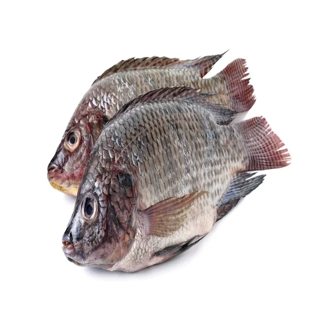 Iqf Frozen Red Tilapia Fish | Block Frozen Black Tilapia Fish For Human ...
