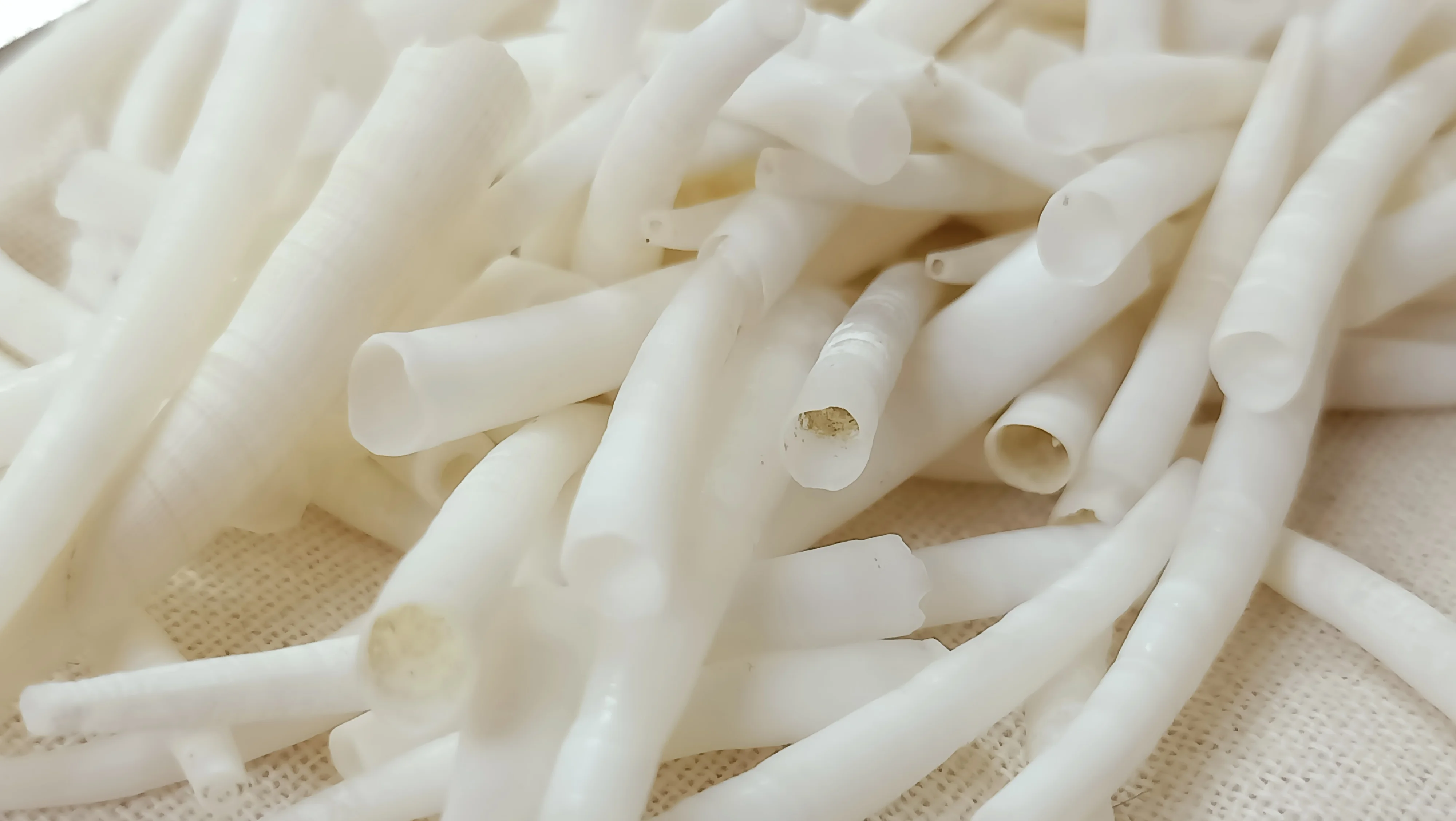 Natural Dentalium Tusk Sea Shells for Native Jewelry Design