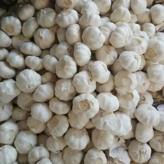 Fresh Garlic In Bulk Normal White For Wholesale 2023 New Crop Fresh ...
