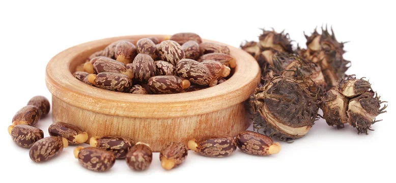 Best Quality Castor Seeds From India - Buy Castor Seeds Castor Seed ...