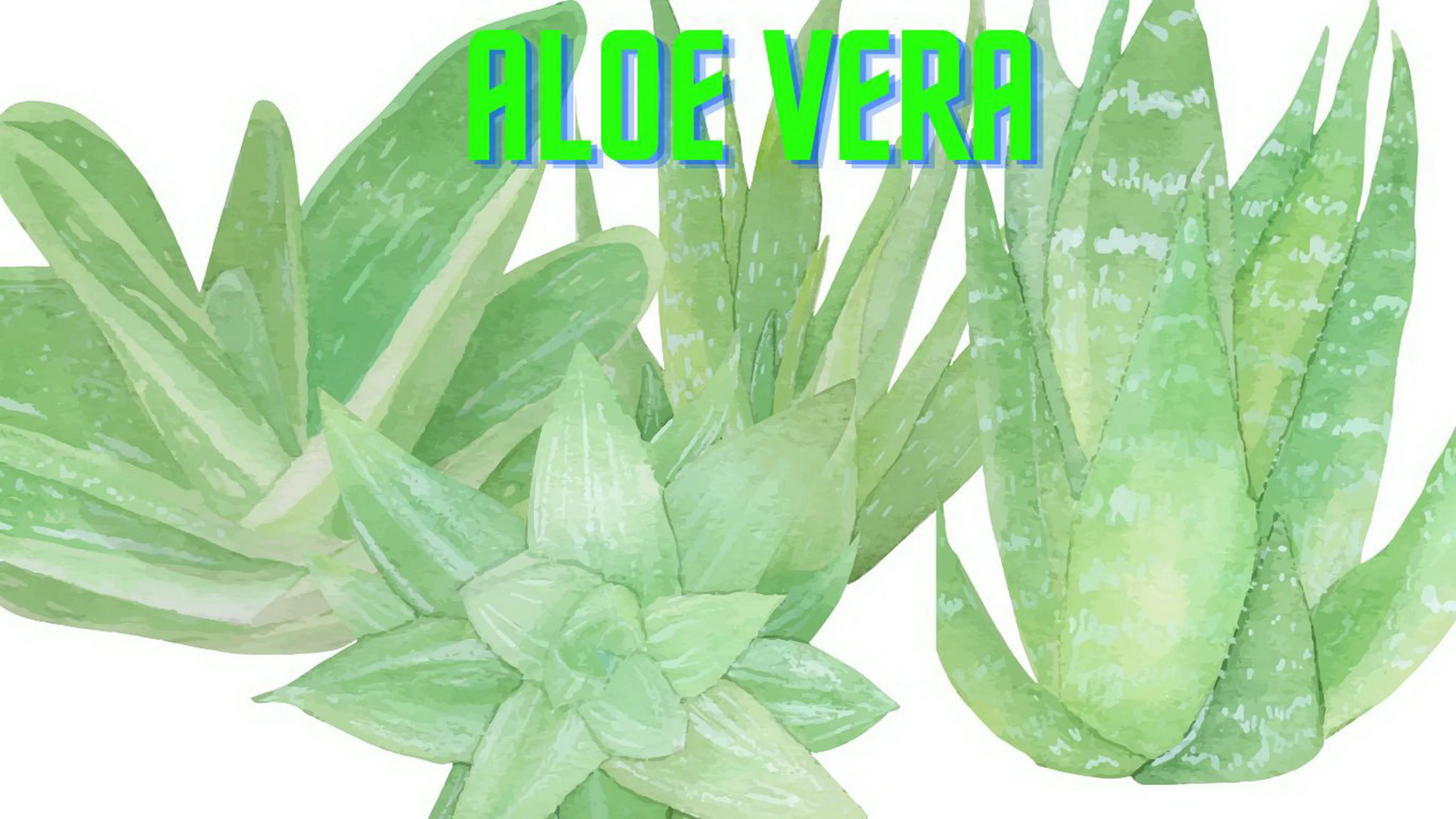 Aloe Vera Smoothing Gel Brand Siam Buahkao Product Of Thailand For Skin ...