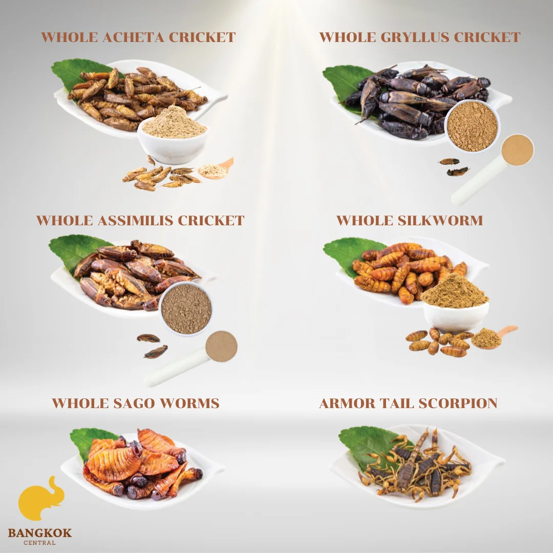 Edible Insect Whole Acheta Insect Crickets Protein Snacks Fried Best ...