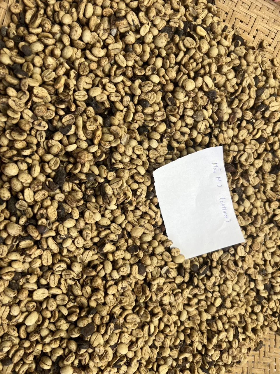 Arabica Green Beans Coffee Of Vietnamese Wholesale Supplier Grade Screen 16 And 18,2 Kg Ready ...