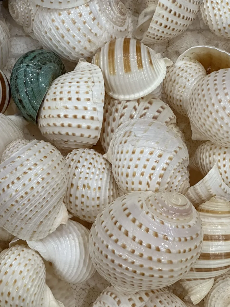 Polished and Cleaned Green Snail Shells Conch Shell Turbo Imperialis ...