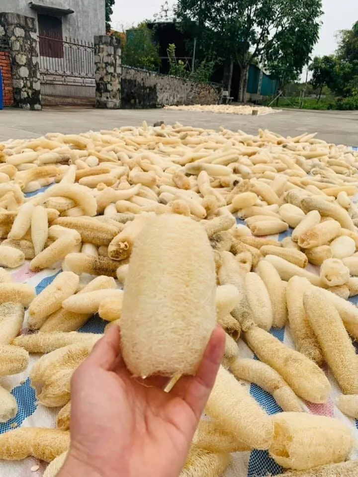 Loofah In Vietnam Sustainable Loofah Sponge/ Bath Shower Loofah Sponge ...