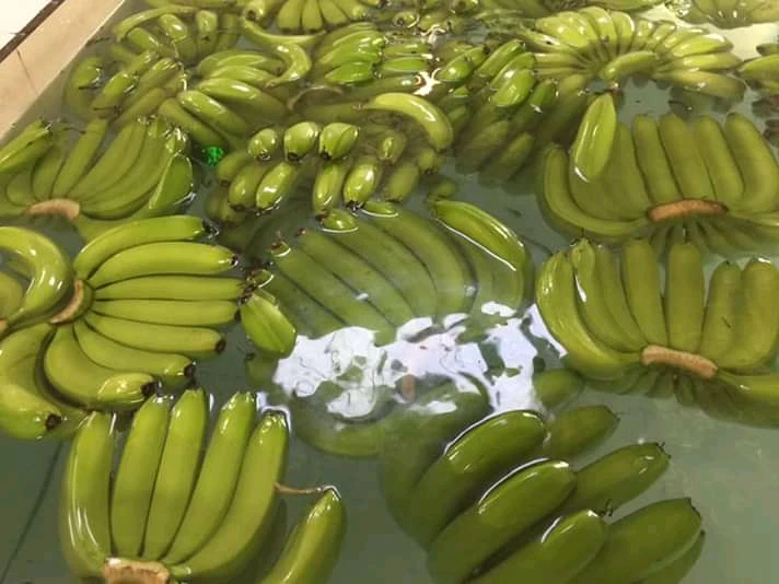Fresh Bananas Green Cavendish Banana / Tropical Plantains Fresh Green ...
