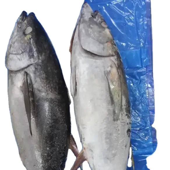 Frozen Yellowfin Tuna Fish Whole Round Top Quality Fish From India Top ...