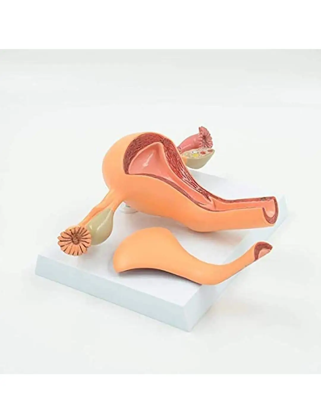 Anatomical Models of Female Uterus and Ovaries for Medical Learning