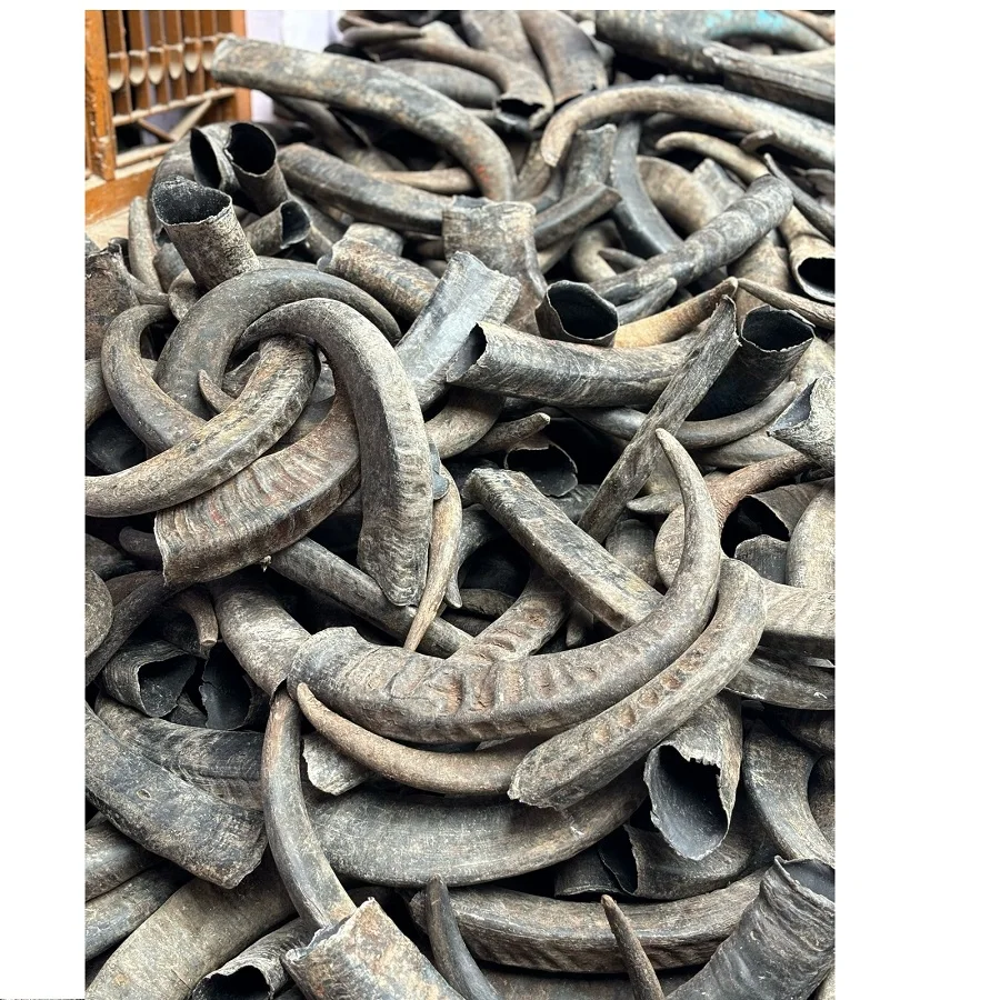 Shop Our 100% Natural Buffalo Horns - Perfect for Art & Collectibles