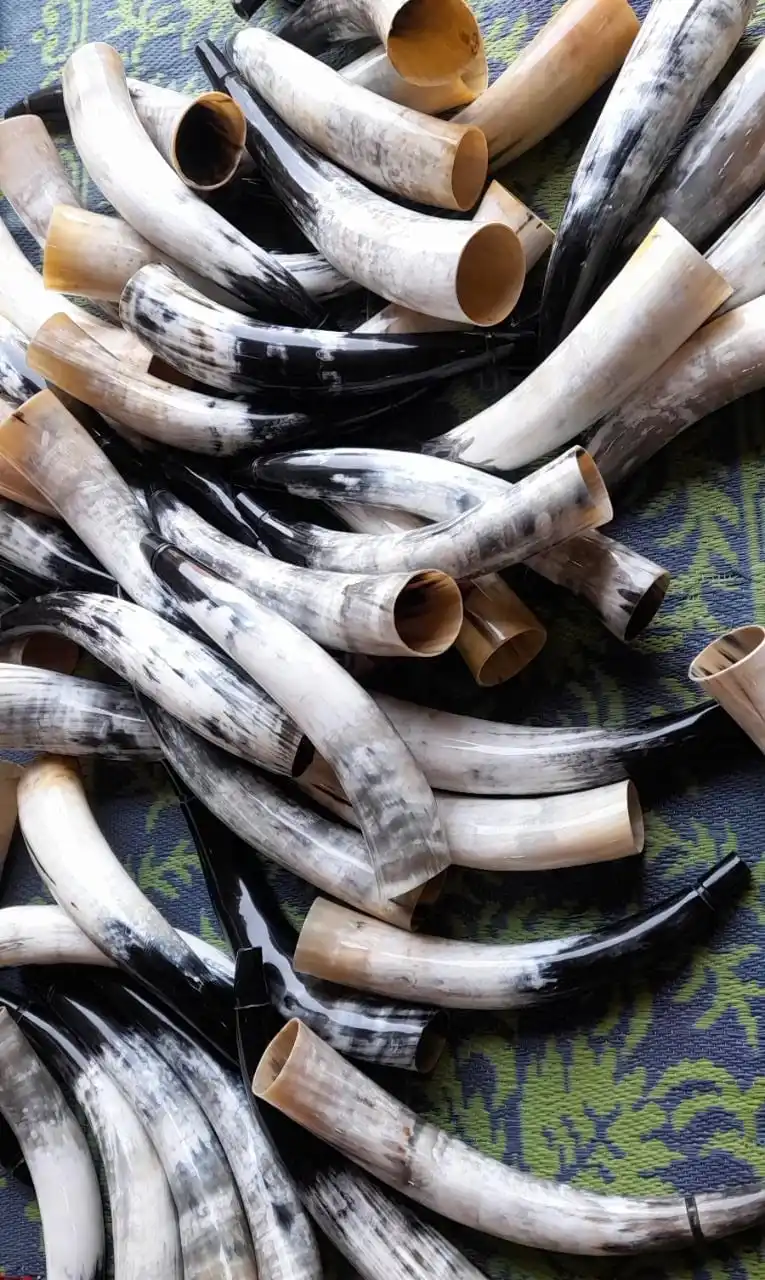 Custom Made Beautiful Blowing Horns from Real Buffalo Horns
