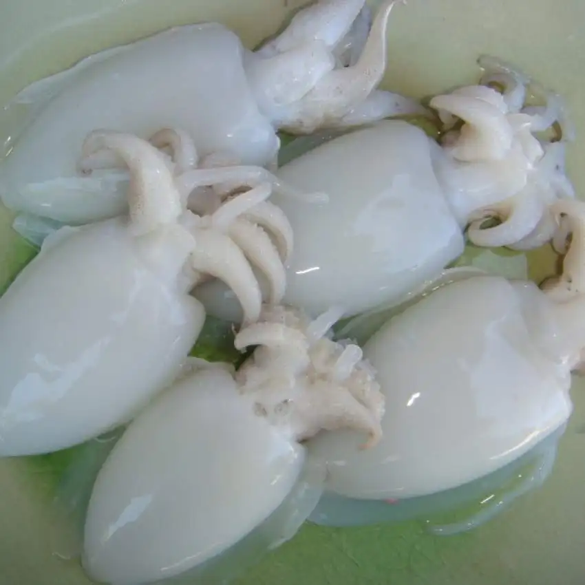 Cuttlefish/frozen Whole Cuttle Fish/fillets And Baby Cuttlefish/fresh ...