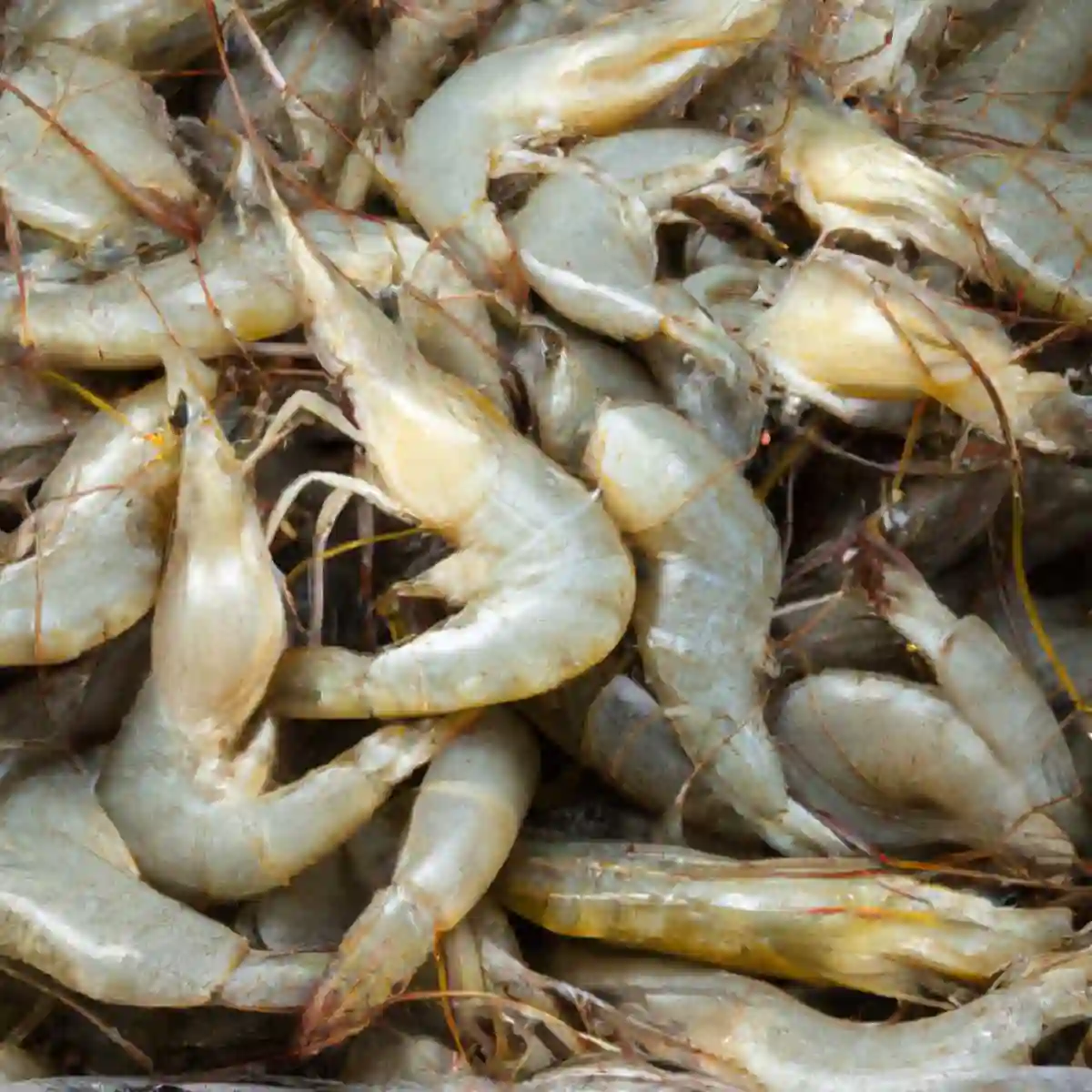 Vannamei Shrimp Prawns,Packaging Type: Frozen Packs At Best Price - Buy ...