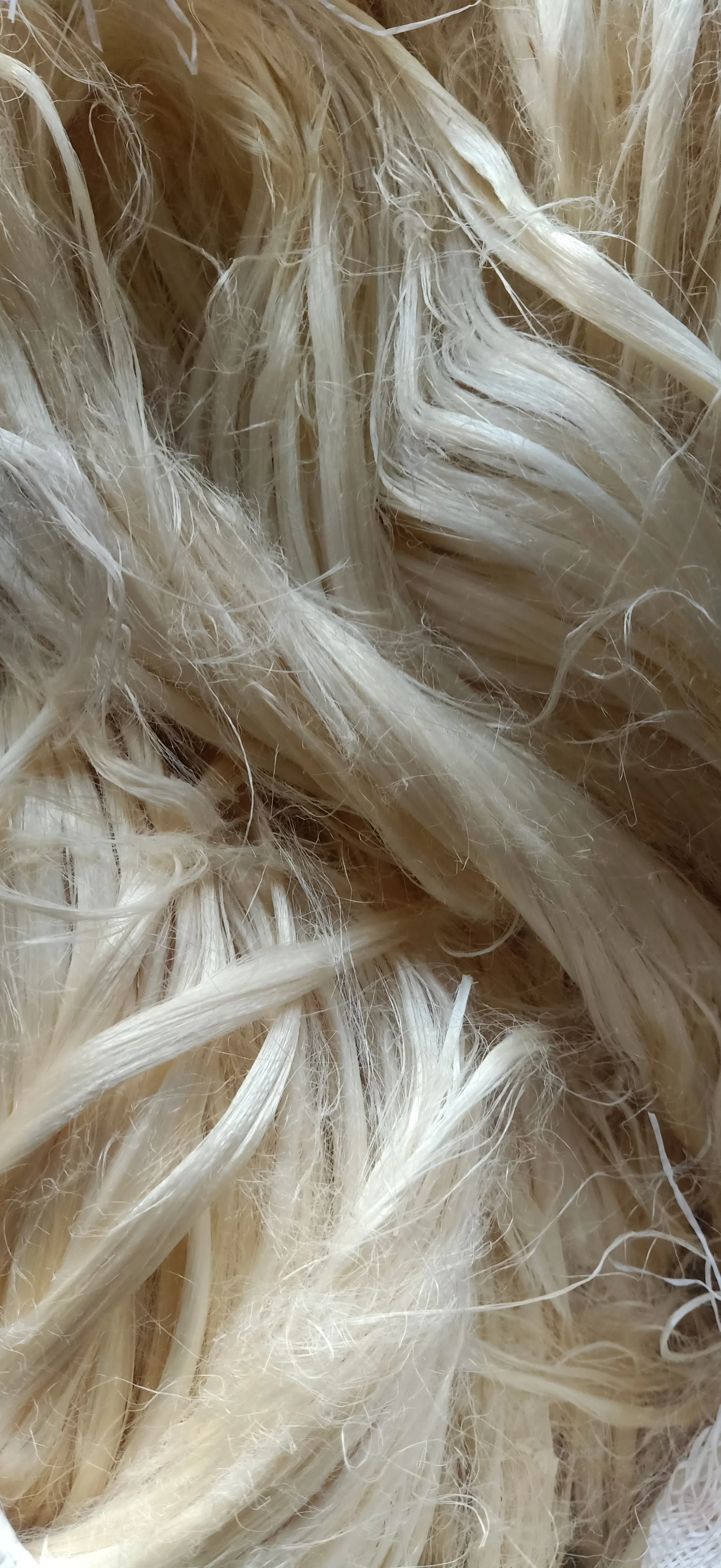 Natural 100% Aloe Vera Fiber for Textile Spinners - Ideal Natural Fiber ...