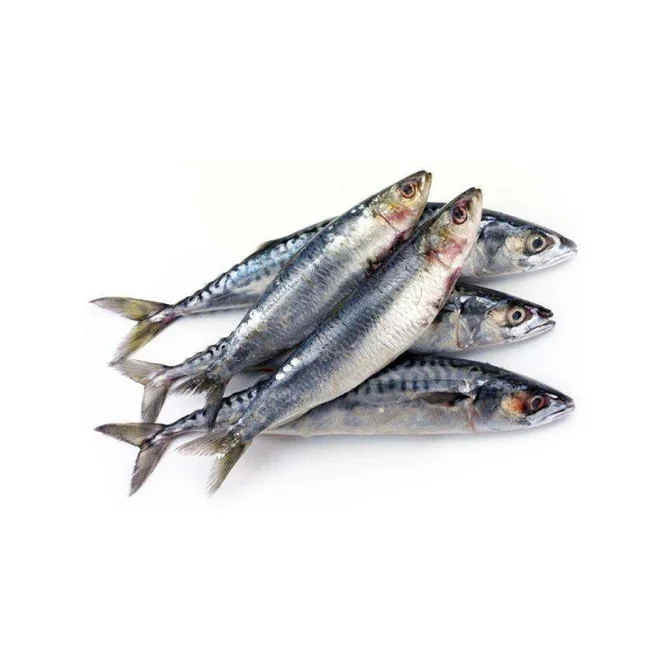 Japanese's Frozen Spotted Sardine With Rich Fat Content - Buy Sardine ...