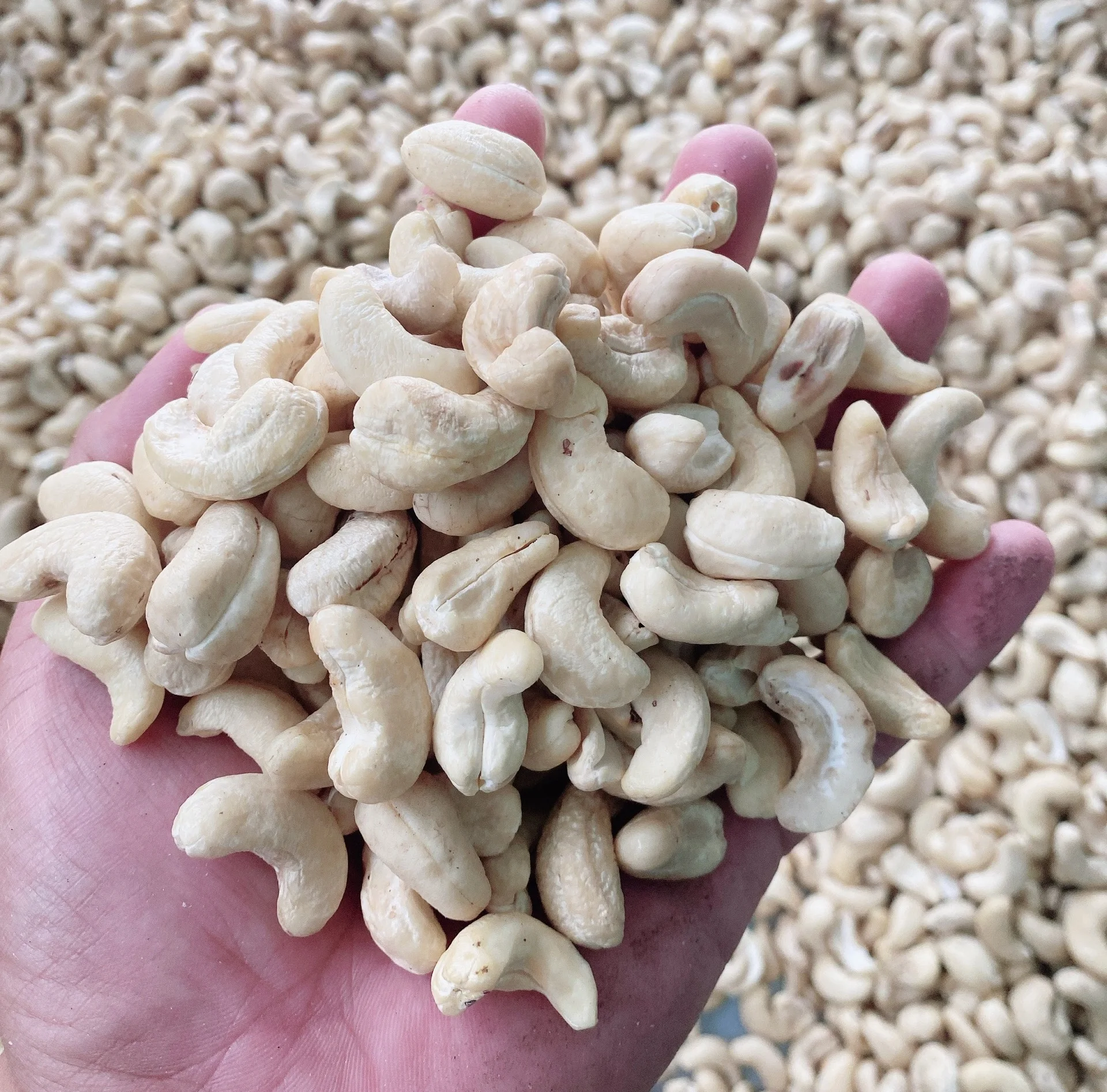 Kaju Cashew Nuts Raw Without Shell - W320 W240 W450 W180