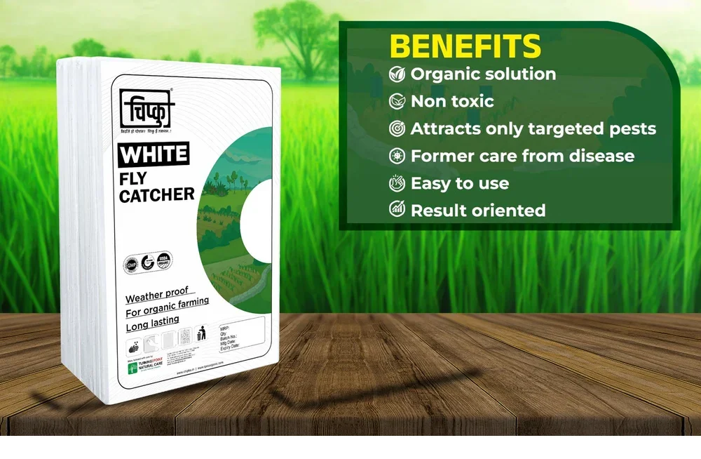 25 Sheet A4 Size 200mmx300mm Pack of White Sticky Insect Trap for Pest ...