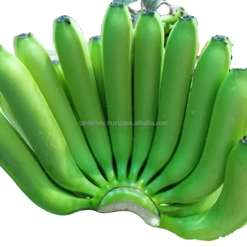 Premium Grade A Cavendish Bananas - Wholesale Nirvana From Vietnam ...