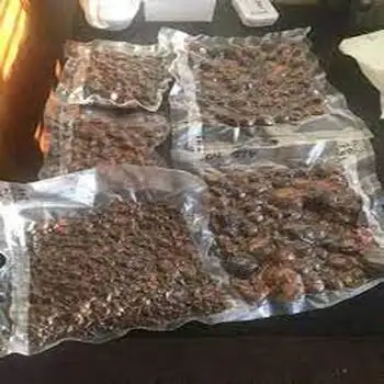 Quality Dried Cow Ox Gallstones | Cattle Gallstones | Cow Gallstones ...