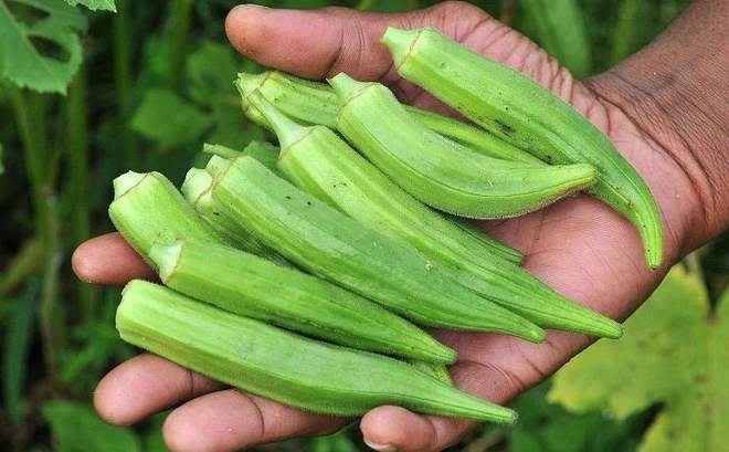 Fresh Okra Is Delicious And Good For Your Health,Especially Rich In ...