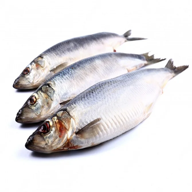 Fresh/frozen Golden Herring - Wild Caught - Pacific Herring Fish - Buy ...