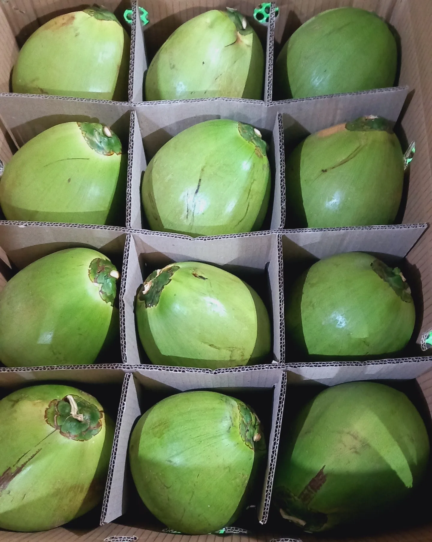 Tropical Young Fresh Coconut Diamond Shape from Vietnam